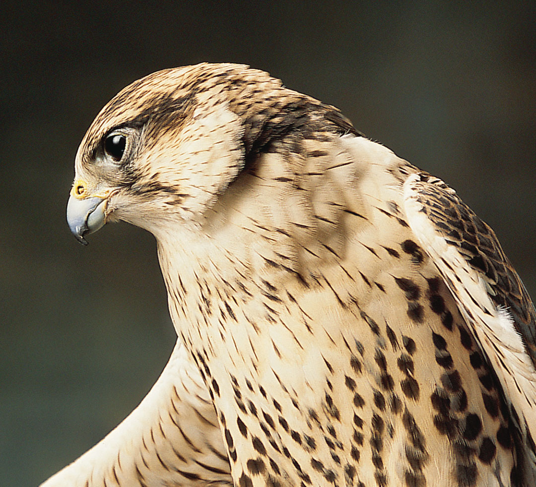 Falcon - Carlo Hindian Photography